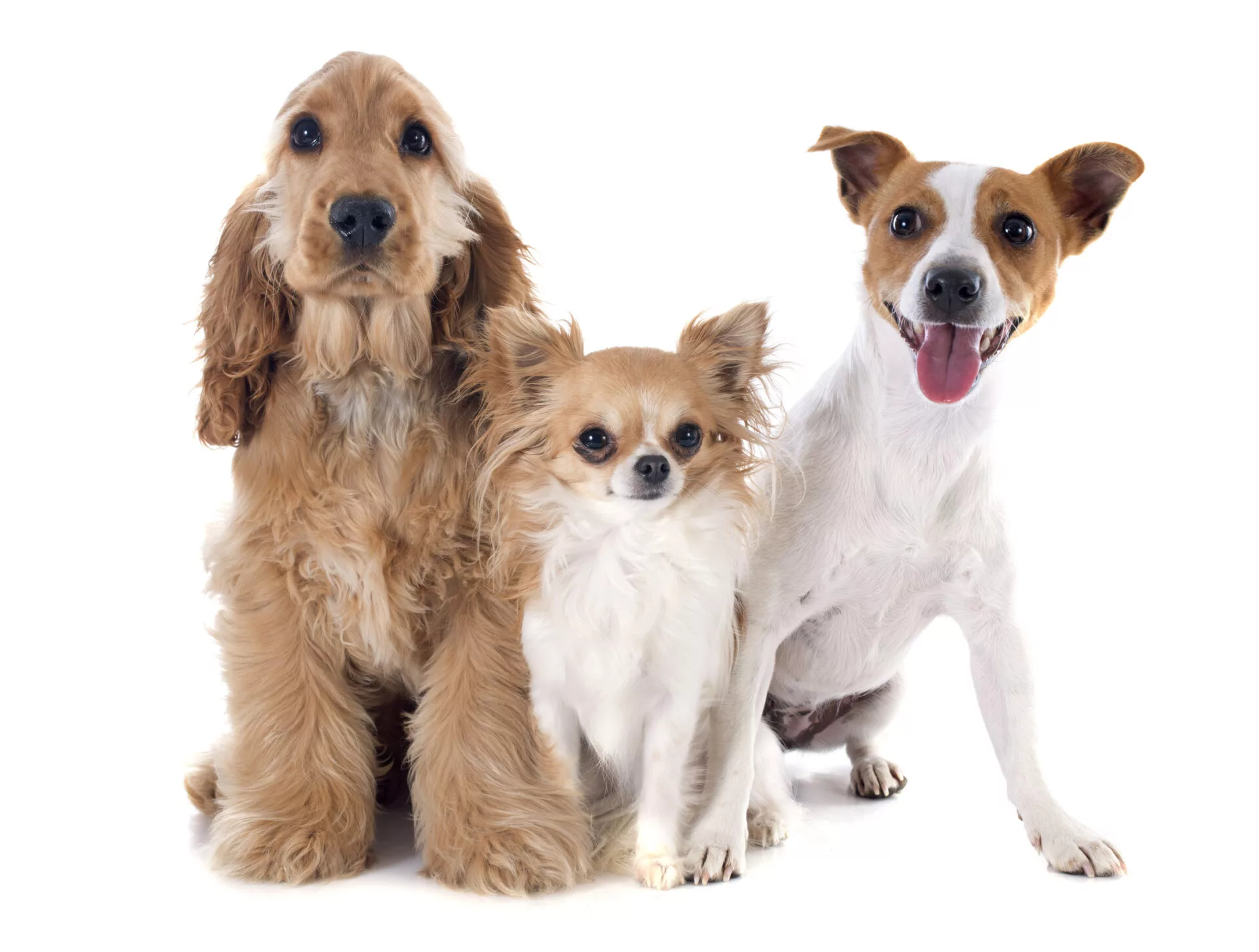 How to Help Dogs Get Along in the House - Cathy M. Rosenthal
