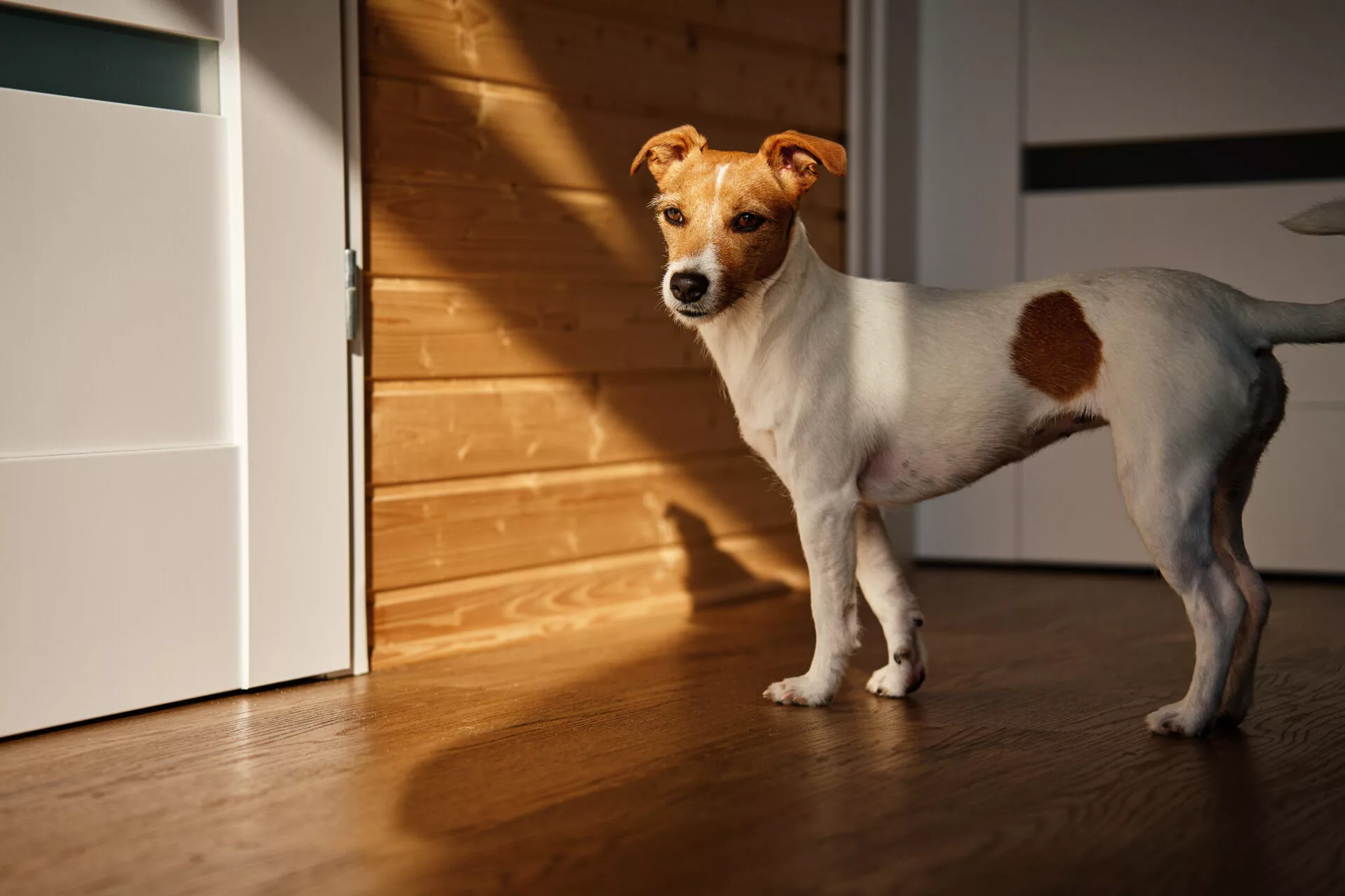 Slippery Floors? Why Some Dogs Refuse to Walk Across Them - Cathy M ...